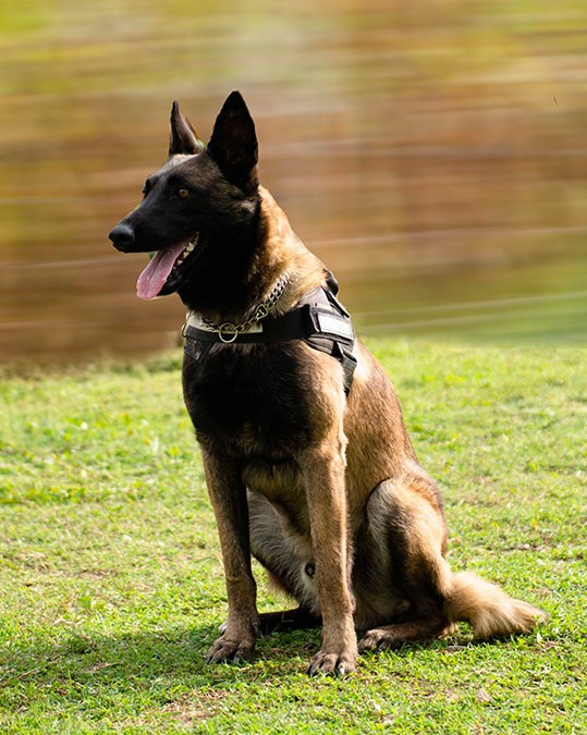 Kennel Academy - Centar za obuku pasa